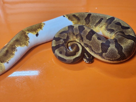 Ball Pythons by C&S reptiles