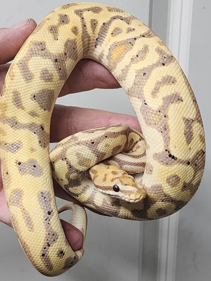 Banana Leopard Enchi Spotnose Poss Gaia Ball Python by C&S reptiles