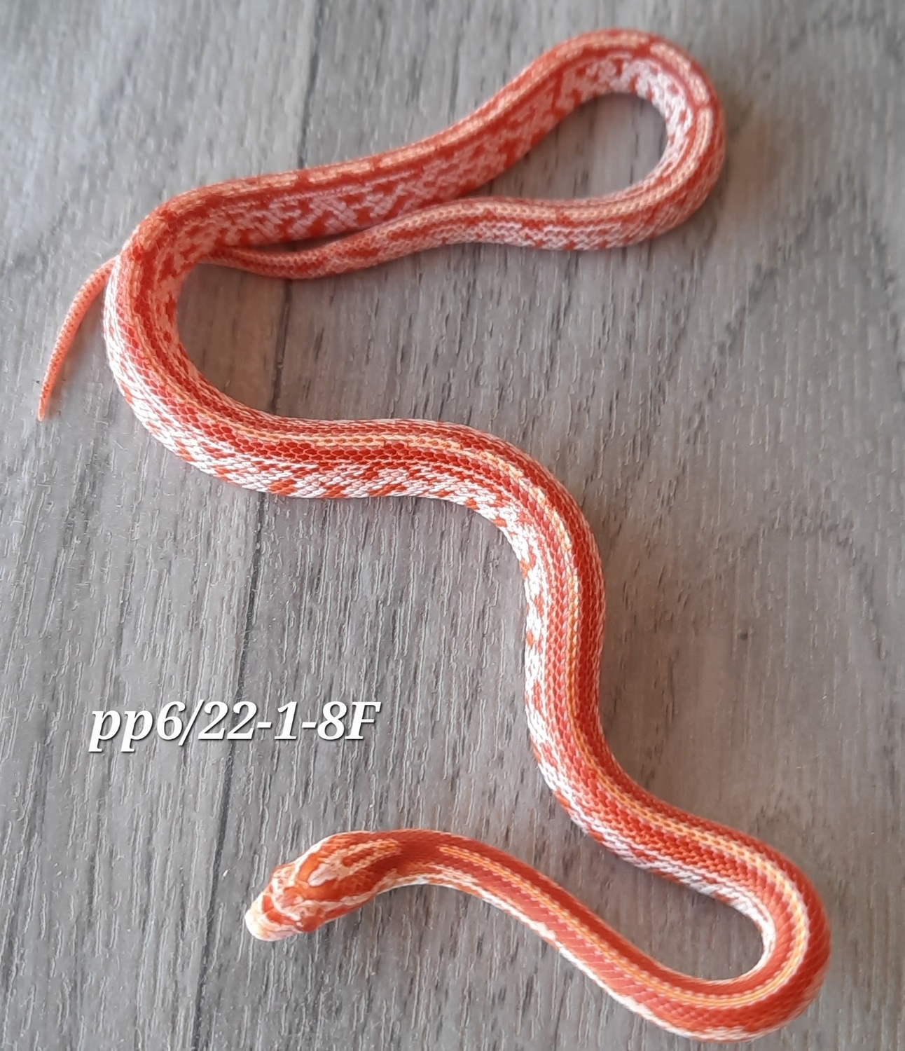 Low Expression Peach, Amel Tessera Masque Corn Snake by CSsnakes LLC ...