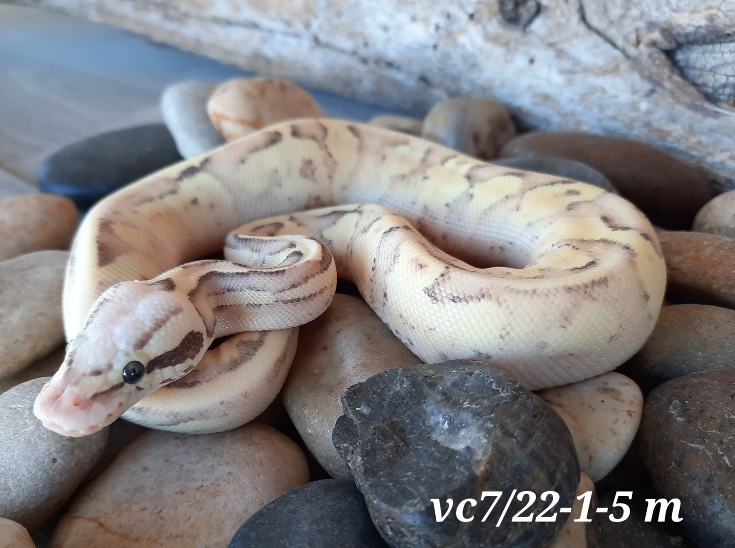 Vanilla Scream Ball Python by CSsnakes LLC - MorphMarket