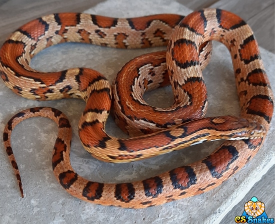 Proven Buf Okeetee (Throws Zigzag) Corn Snake by CSsnakes