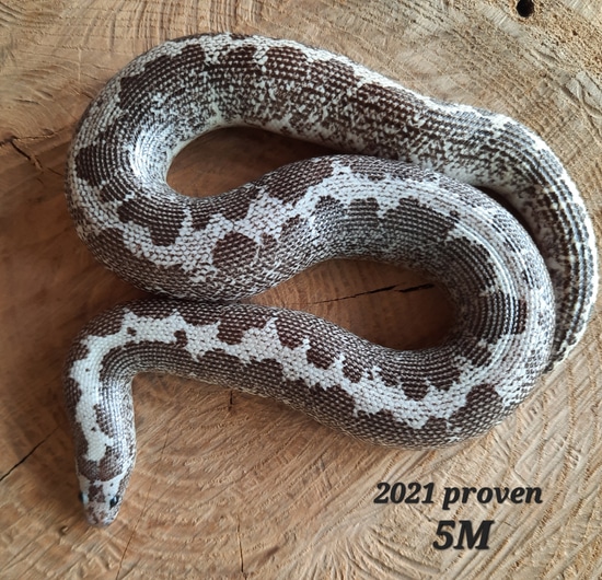 Anery Proven Breeder Kenyan Sand Boa by CSsnakes