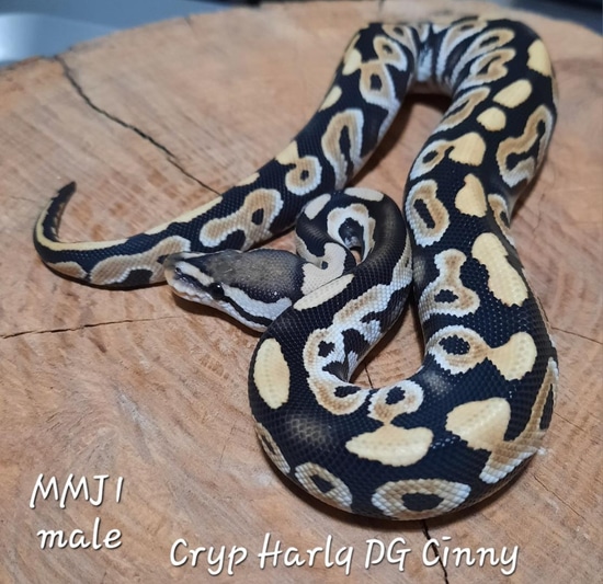 Cinnamon Harlequin Cryptic Desert Ghost Ball Python by CSsnakes