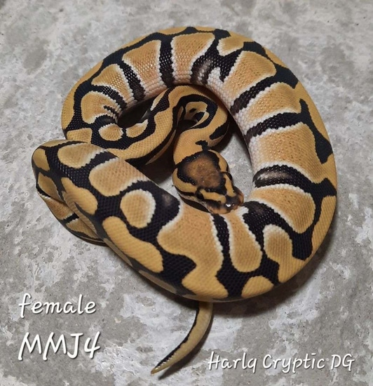 Harlequin Desert Ghost Cryptic Ball Python by CSsnakes