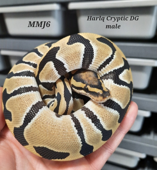 Harlequin DG Cryptic Ball Python by CSsnakes