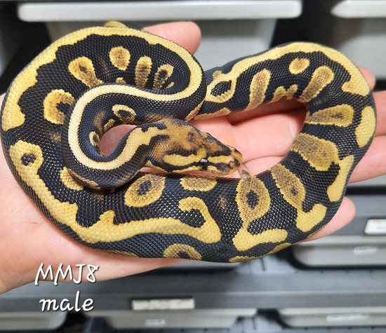 3 Gene. DH DG Hypo Ball Python by CSsnakes