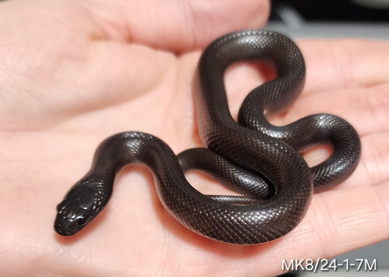 2024 Male MBK Mexican Black Kingsnake by CSsnakes