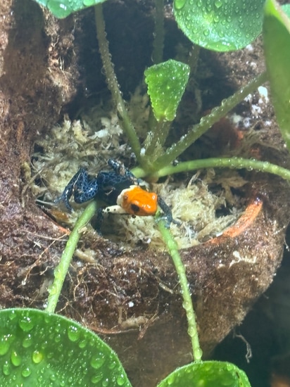 Collection Sale Other Dart Frog by Squamata Addiction