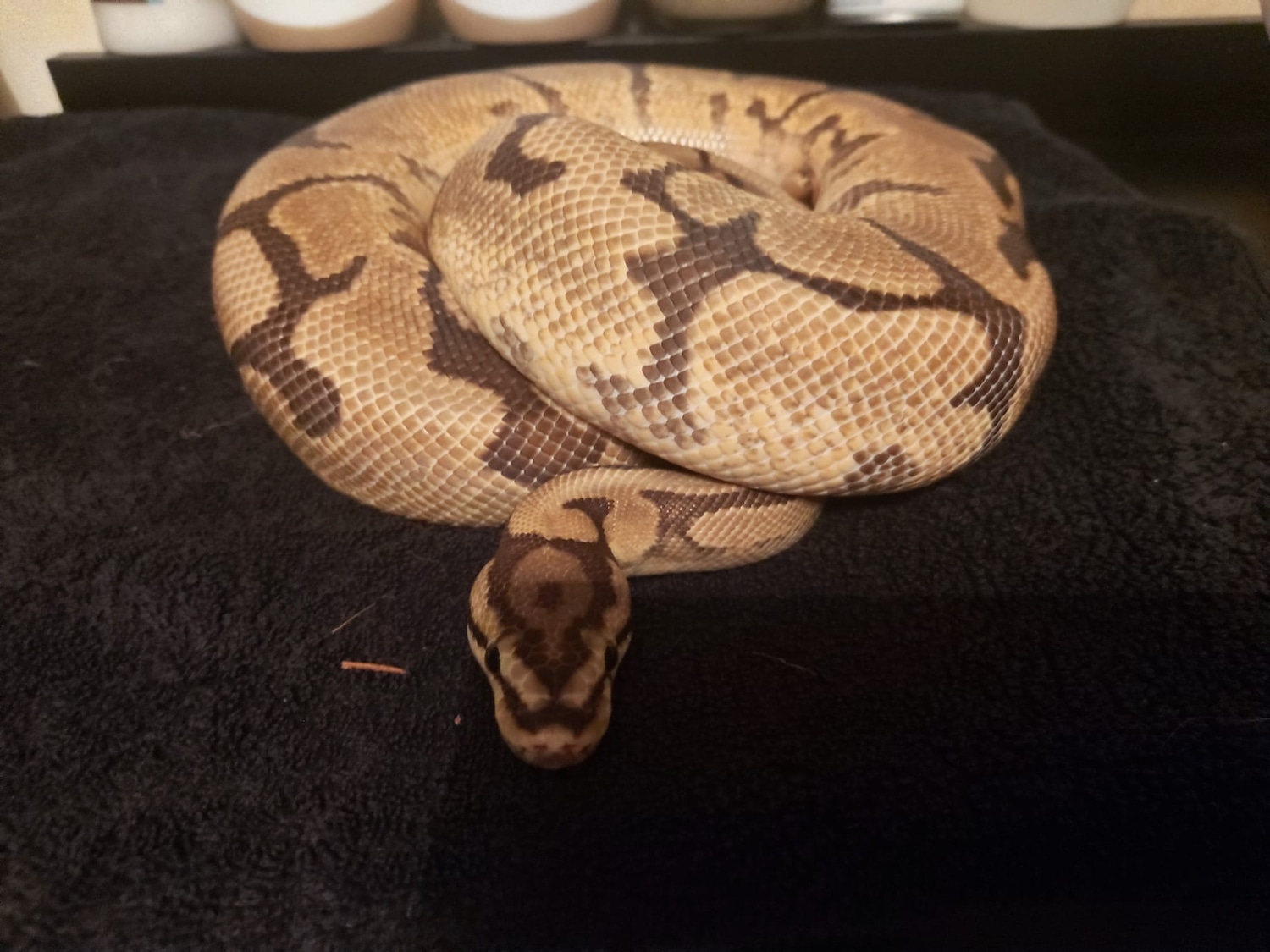 Phantom YB Spider 100% Het Clown Ball Python by Swannell's Family ...