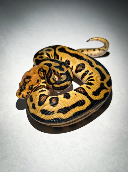 Batman Leopard Spotnose Clown, Poss Fire Ball Python by CT Reptiles