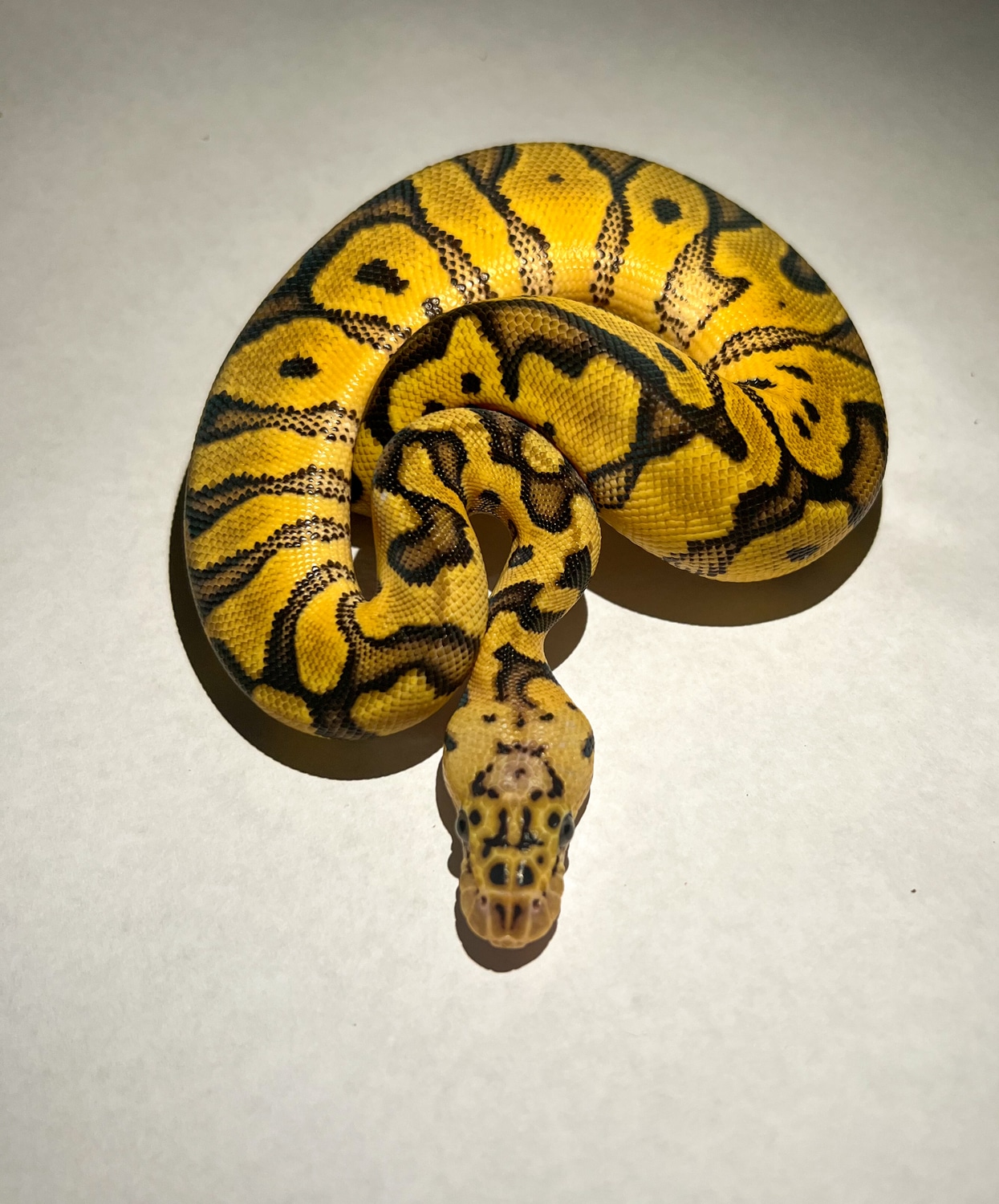 Pastel Phantom Clown Ball Python by CT Reptiles - MorphMarket