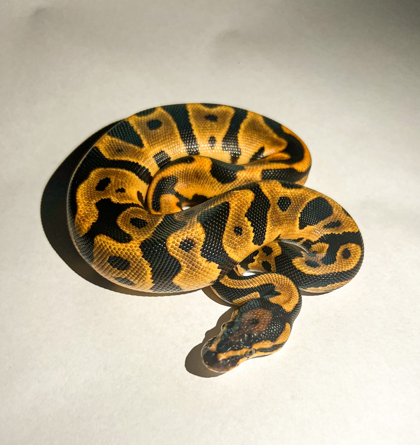 Leopard/OD Poss Super 100% Het Clown Ball Python by CT Reptiles ...