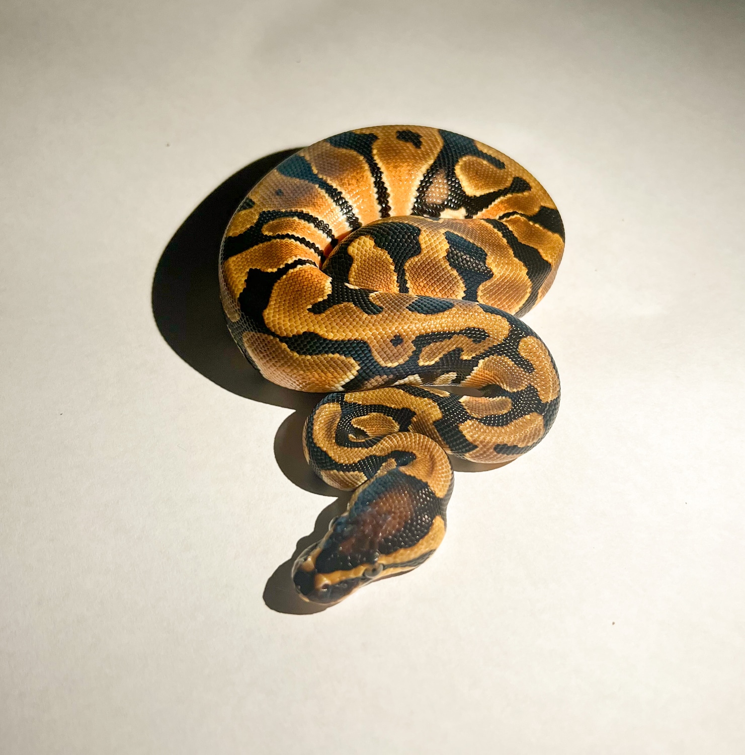 Orange Dream 100% Het Clown Ball Python by CT Reptiles - MorphMarket