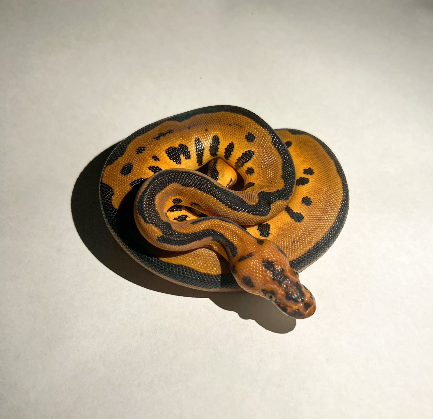 OD YB Leopard Clown Poss Super OD Ball Python by CT Reptiles - MorphMarket
