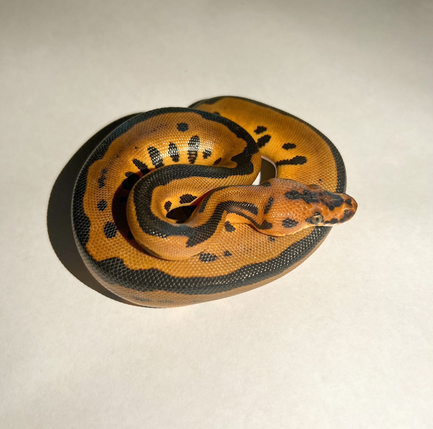 OD YB Leopard Clown Poss Super OD Ball Python by CT Reptiles - MorphMarket