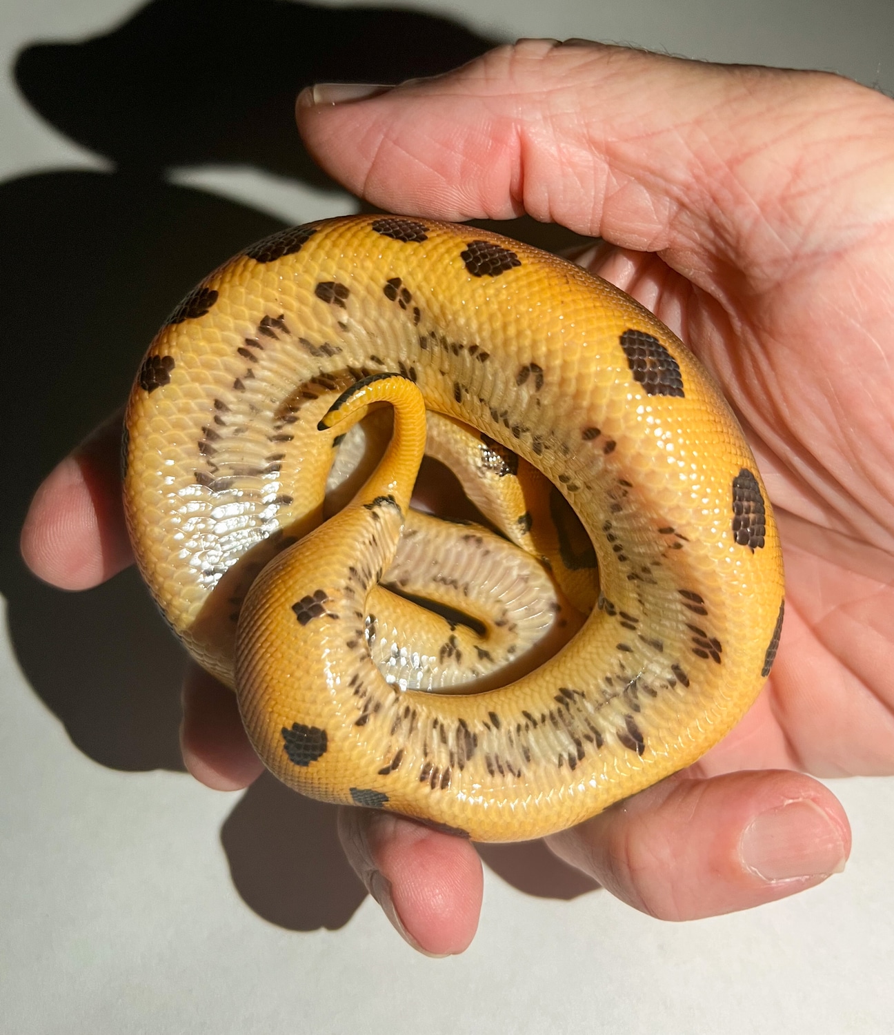 OD YB Leopard Clown Poss Super OD Ball Python by CT Reptiles - MorphMarket