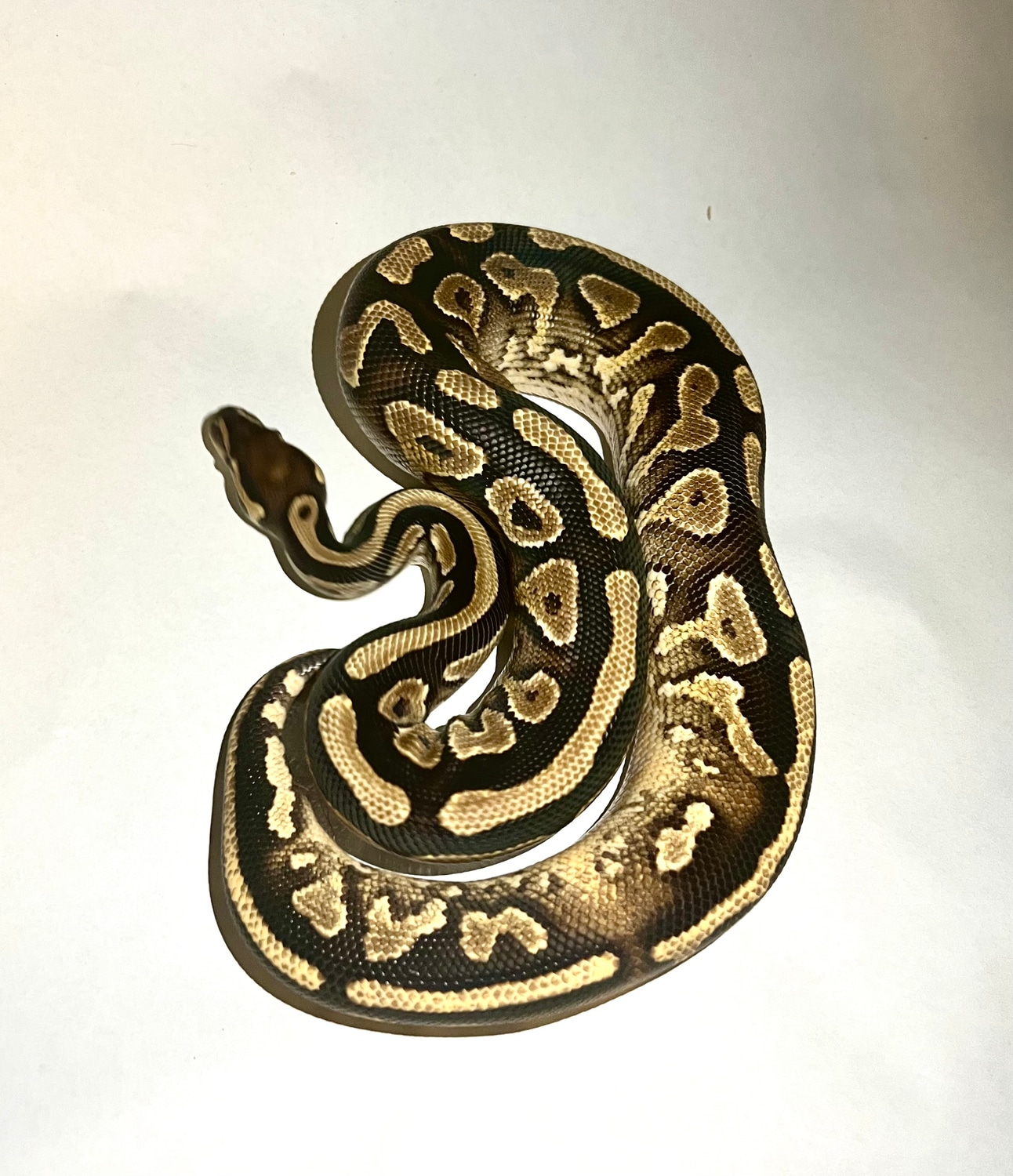Mojave Yellow Belly 100% Het Pied 50% Het Lav 50% Het Albino Ball ...