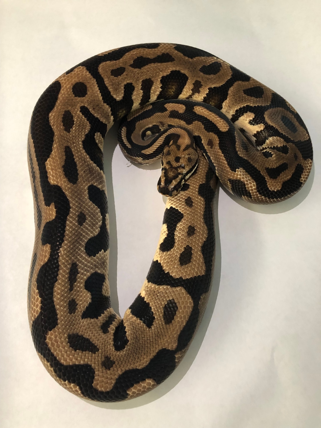 100% Het Clown Spotnose Leopard Batman Maker 100% Proven Ball Python by ...
