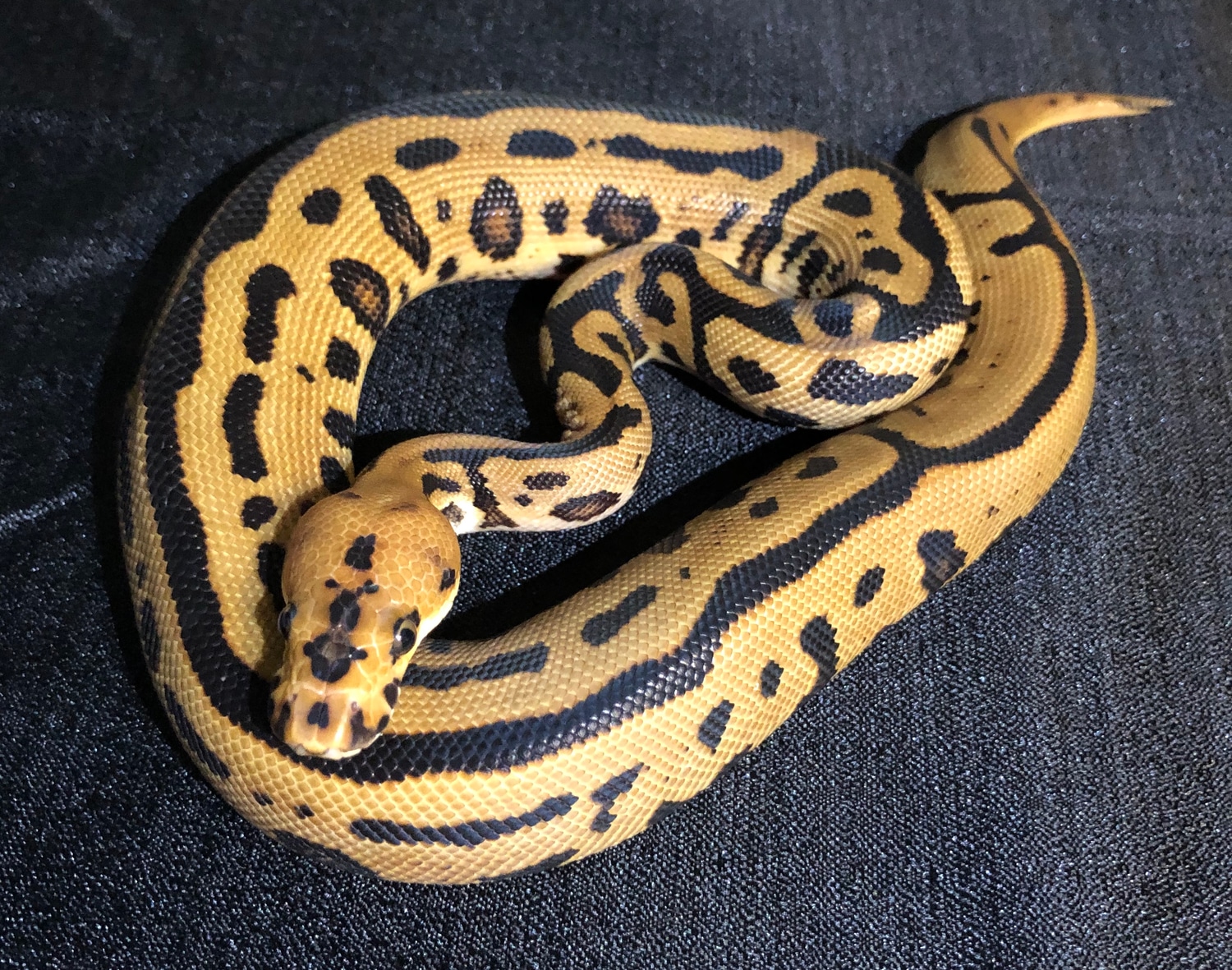 Batman Spotnose Leopard Clown Poss Fire Ball Python by CT Reptiles ...