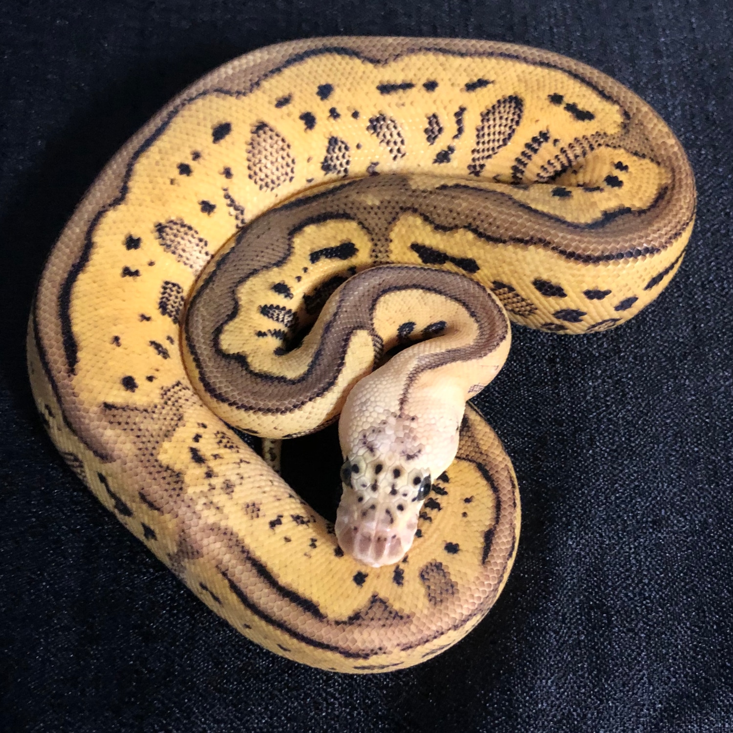 Batman Leopard, Phantom, Pastel Clown Ball Python by CT Reptiles ...