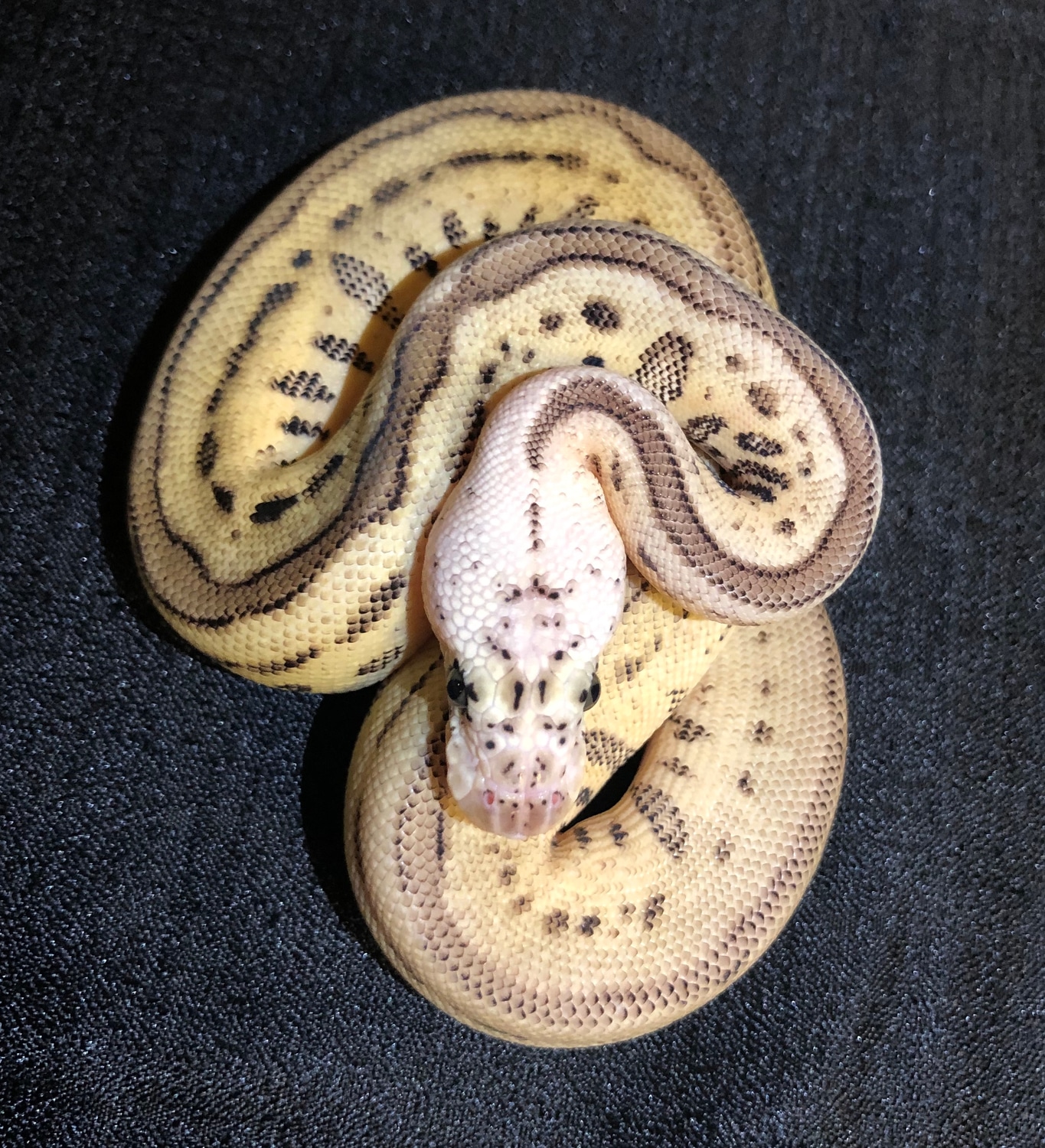Batman Phantom Leopard Pastel Clown ( Poss Spotnose) Ball Python by CT ...