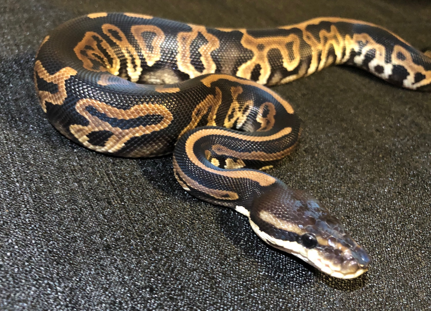 Leopard Cinnamon 100% Het Clown Ball Python by CT Reptiles - MorphMarket