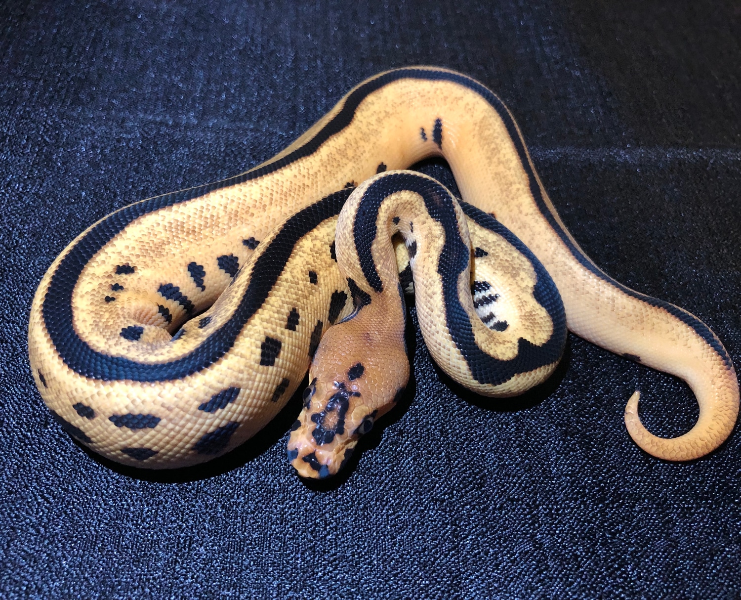 Orange Dream Batman Ball Python by CT Reptiles - MorphMarket