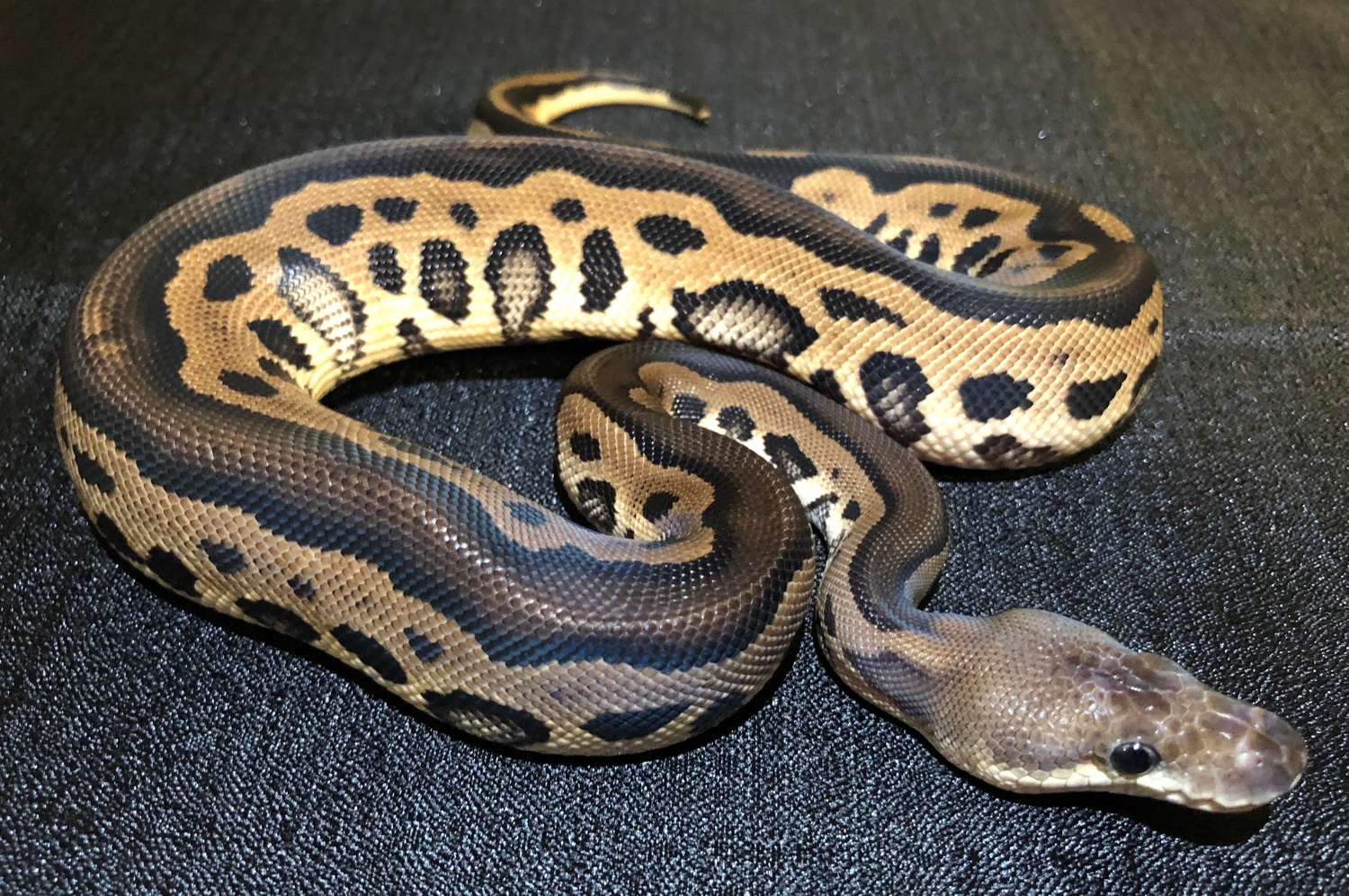 Leopard Cinnamon YB Clown Ball Python by CT Reptiles - MorphMarket