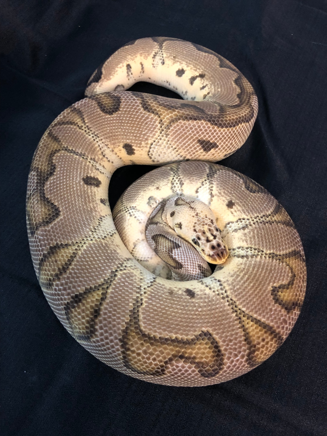 Proven Clown Female Phantom Pastel (Produced By Kinova) Ball Python by ...