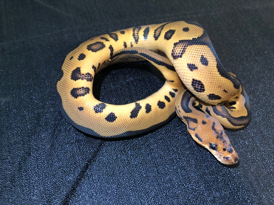 Leopard YellowBelly Clown Ball Python by CT Reptiles