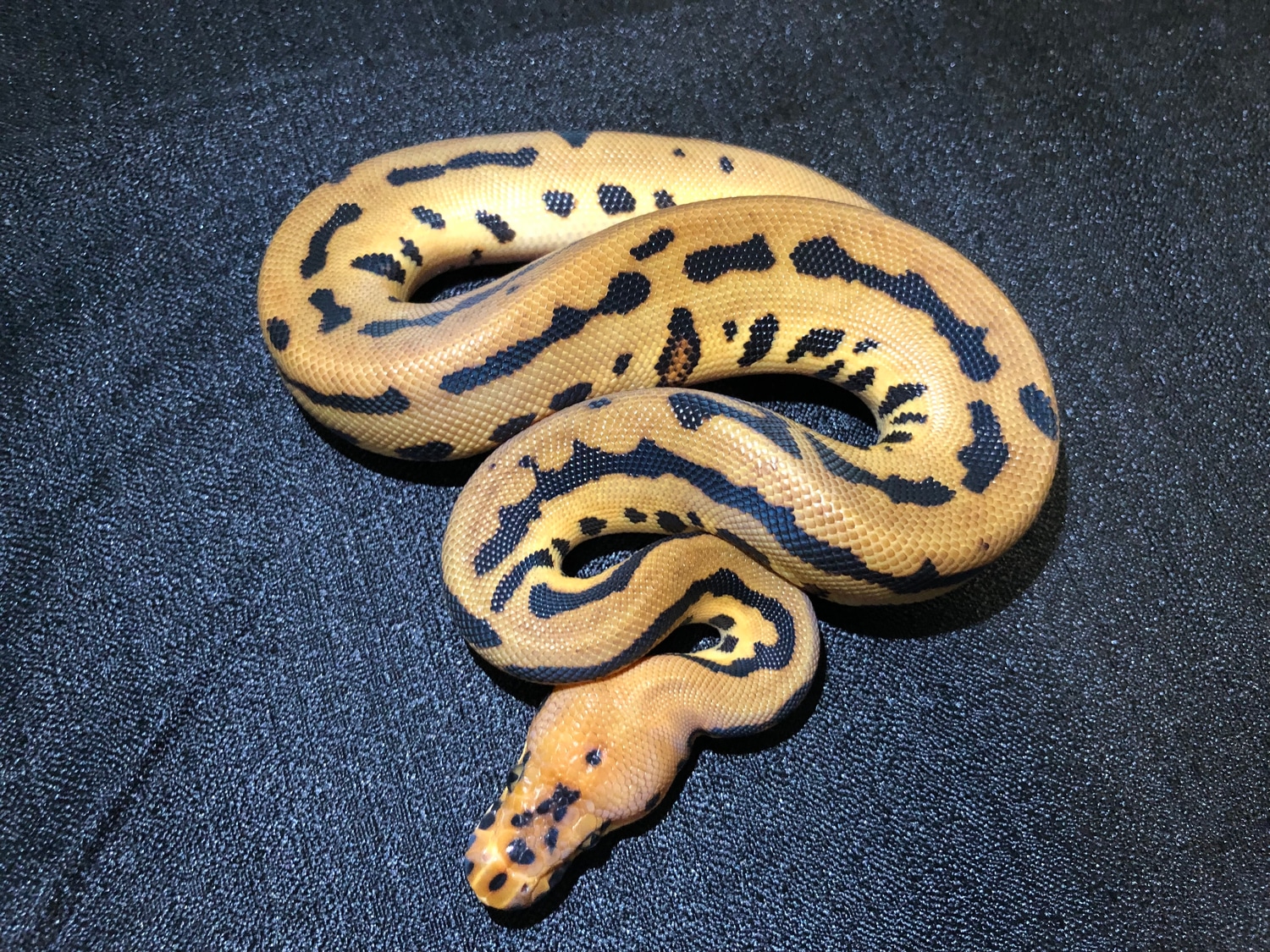 Yellow Belly Leopard Spotnose Clown Ball Python by CT Reptiles ...