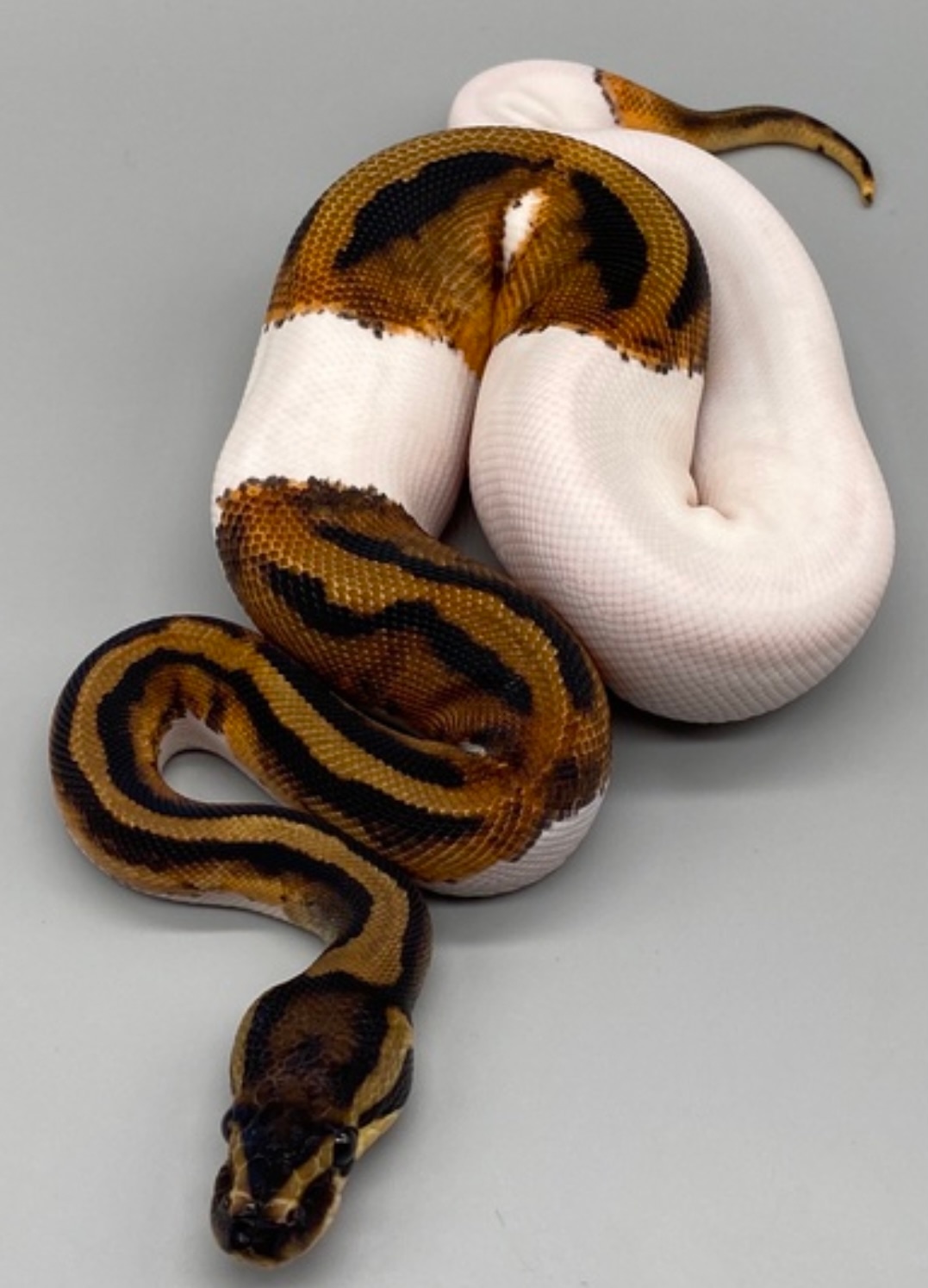 Pied Royal Python Ball Python by C&T Geckos - MorphMarket