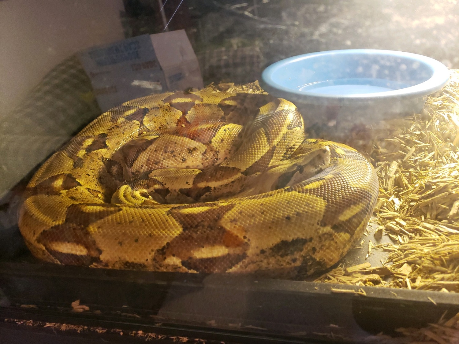 Normal Boa Constrictor by Viking Exotics - MorphMarket