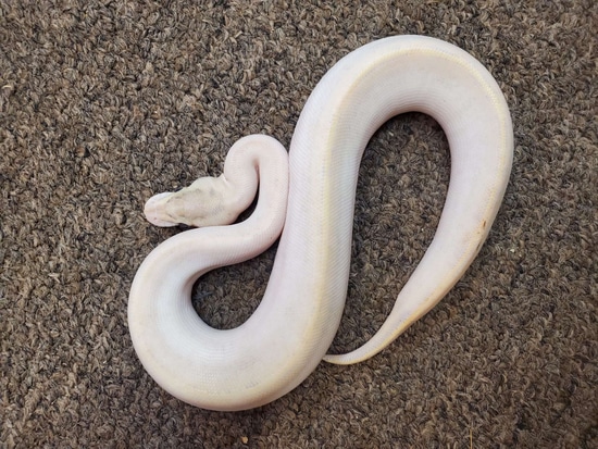 Ivory Champagne 50% Het Albino Ball Python by Viking Exotics