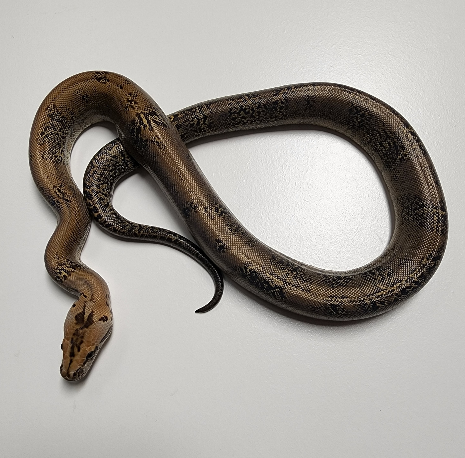 Granite Burmese Python by CTF Exotics - MorphMarket