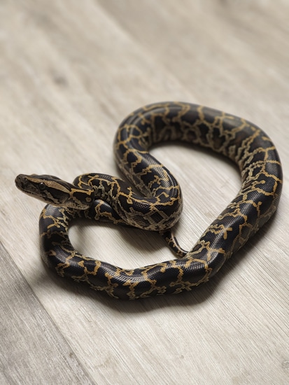 Normal Burmese Python Het Granite Poss Het Albino by CTF Exotics