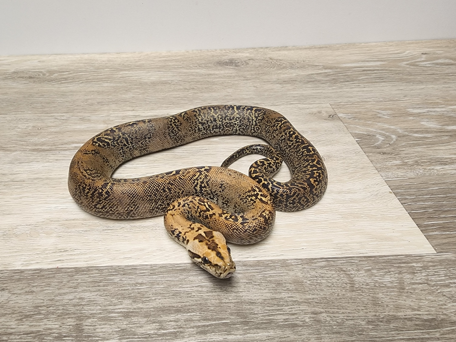 Granite 66% Het Albino Burmese Python by CTF Exotics - MorphMarket