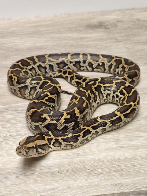 Normal Female 100% Het Granite 66% Het Albino Burmese Python by CTF ...