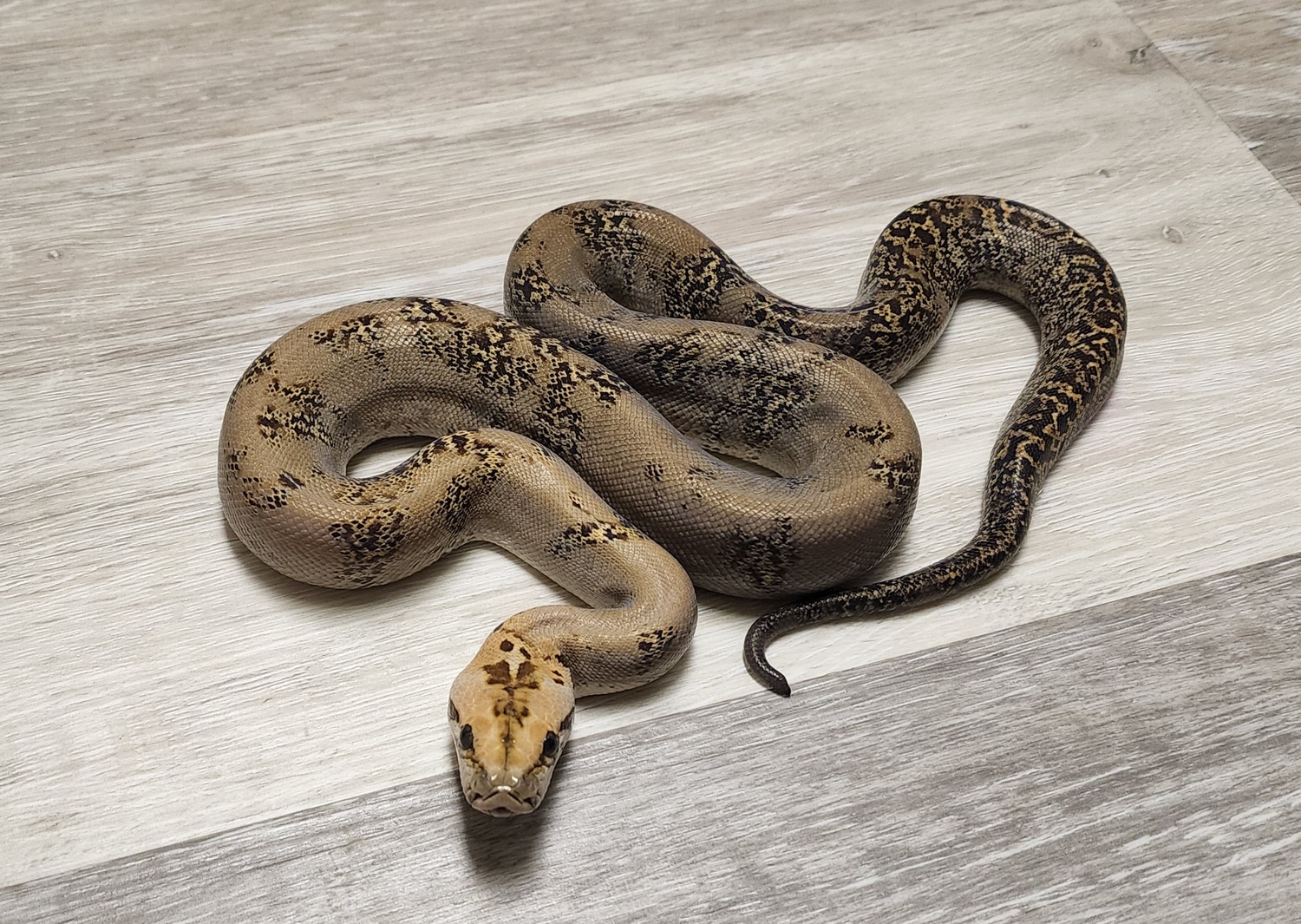 Granite Poss Het Albino Burmese Python by CTF Exotics - MorphMarket