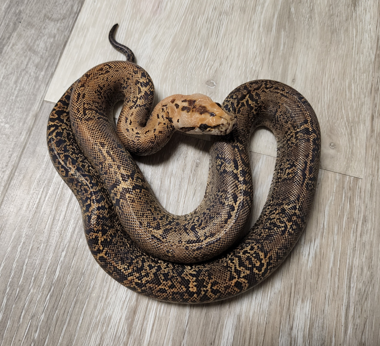 Male Granite 66% Het Albino Burmese Python by CTF Exotics - MorphMarket