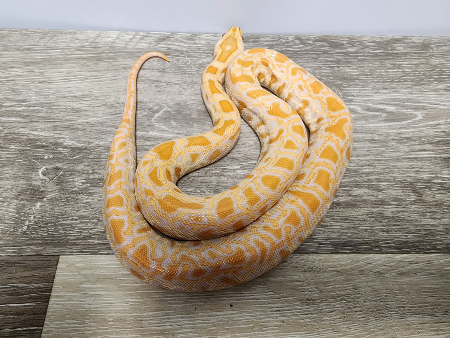 Albino 100%het Granite Burmese Python by CTF Exotics - MorphMarket