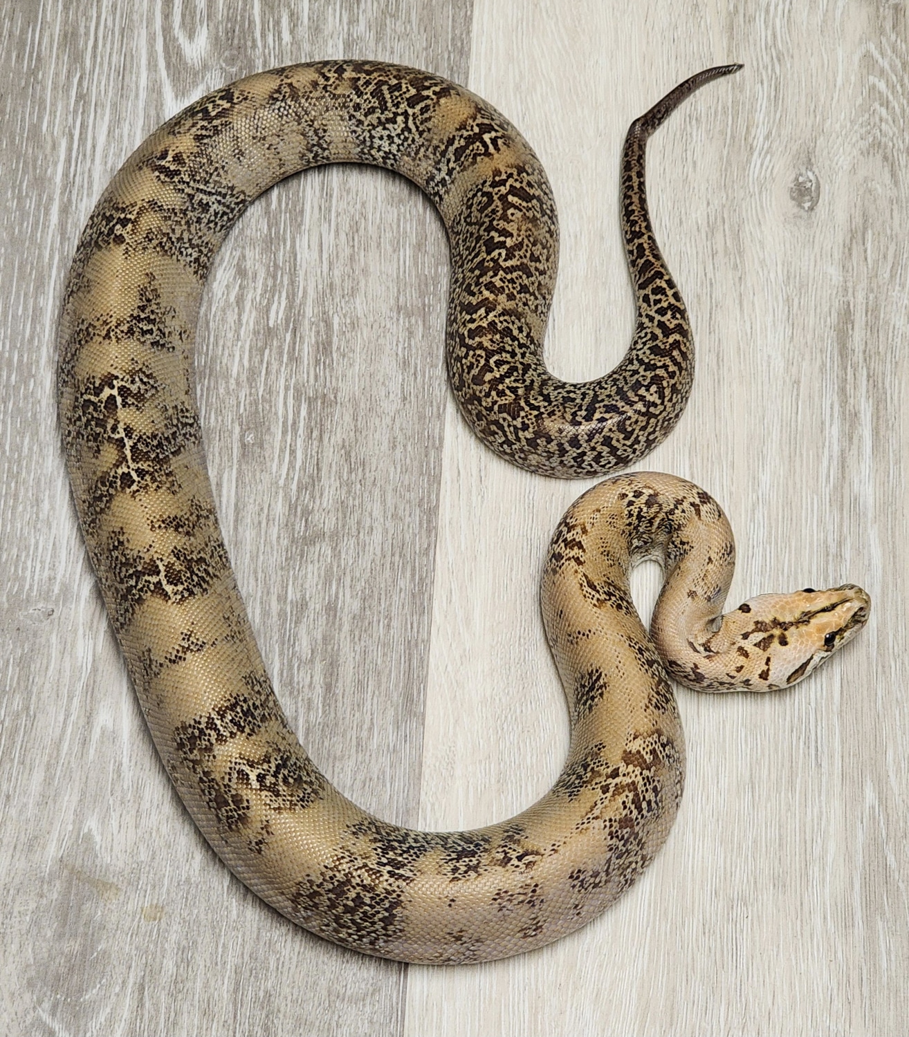 Female Reduced Pattern Granite Pos Het Albino Burmese Python by CTF ...