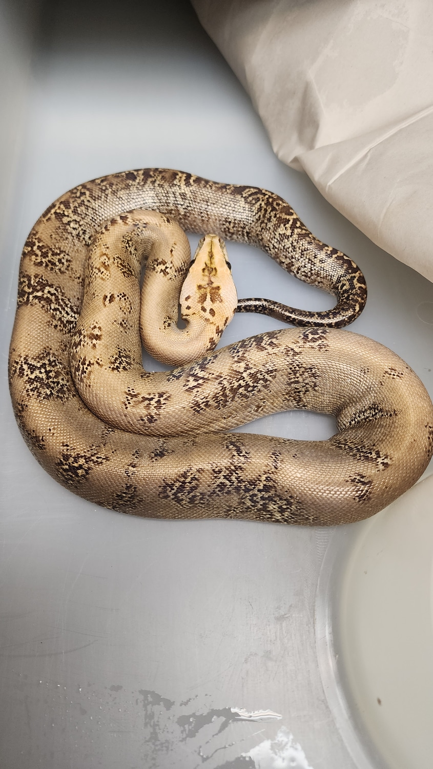 Reduced Pattern Granite 66% Het Albino Burmese Python by CTF Exotics ...