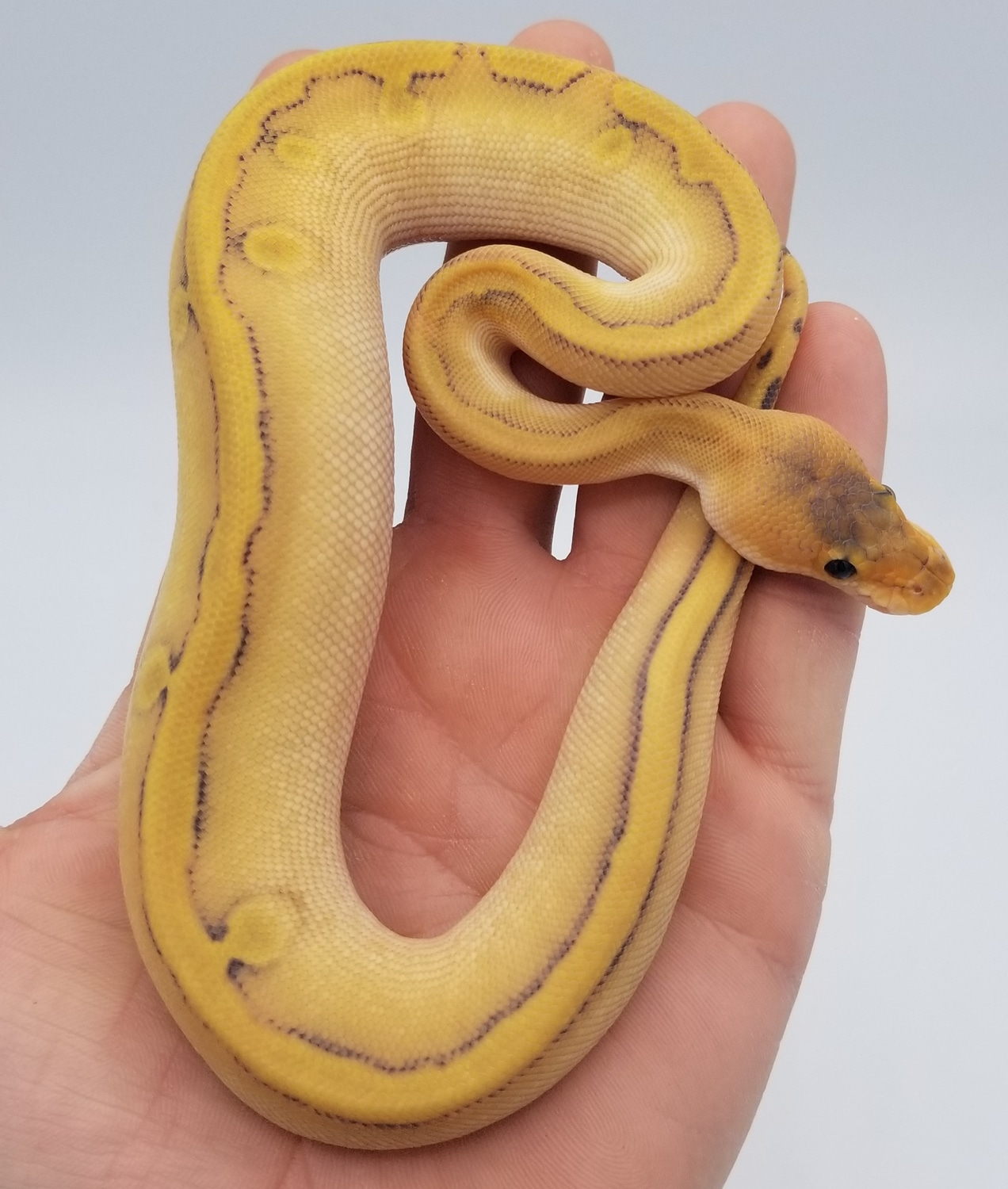 Orange Dream Mimosa Ball Python by CTH Reptiles - MorphMarket
