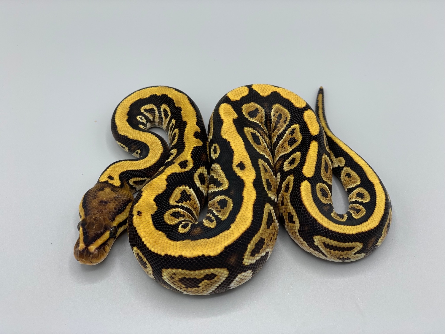 Fire Cypress Het Clown Ball Python by CTH Reptiles - MorphMarket