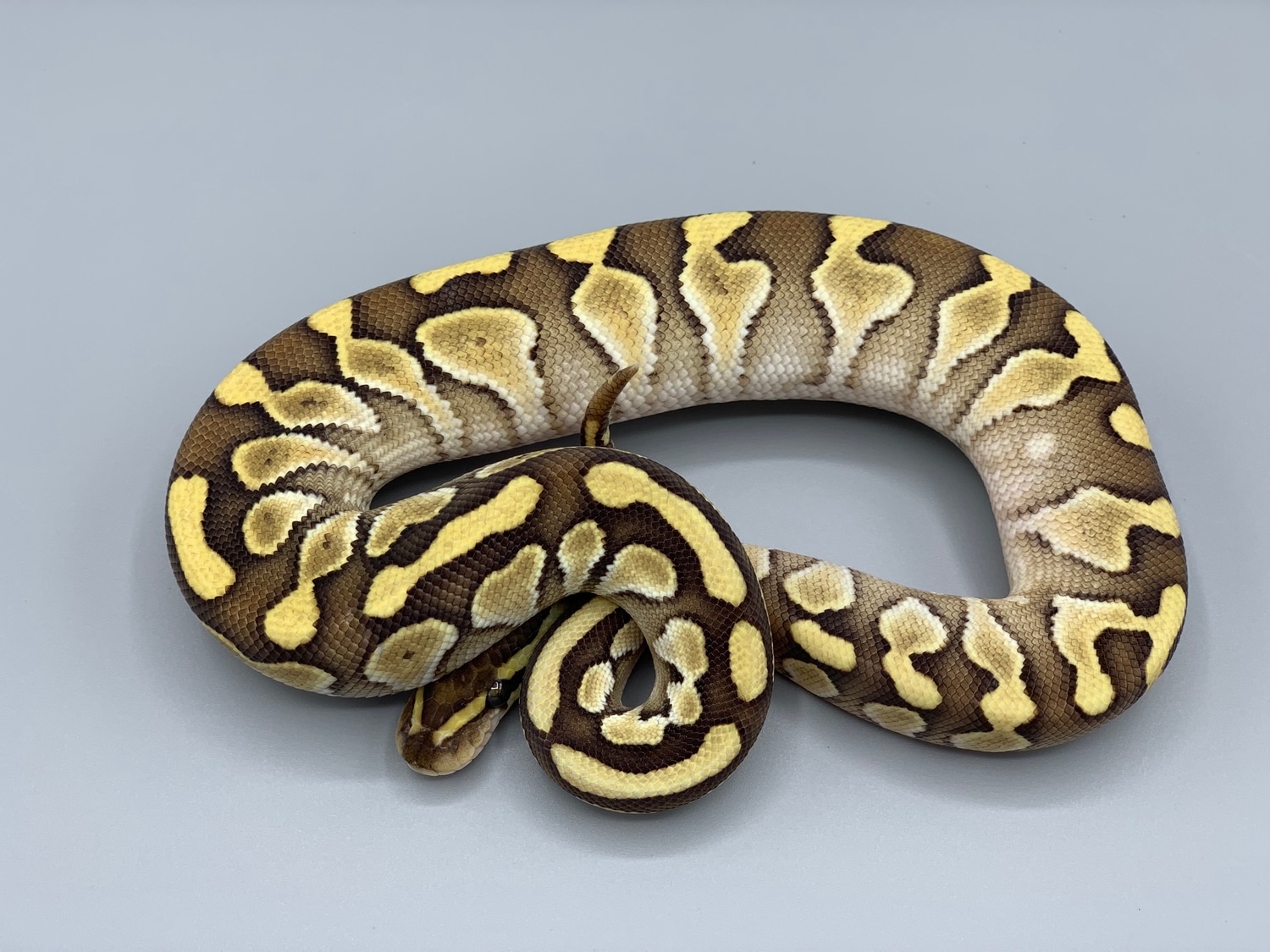 Butter DH Hypo Puzzle Ball Python by CTH Reptiles - MorphMarket