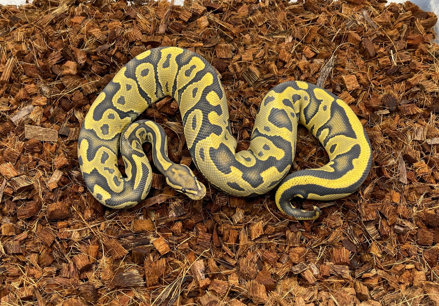 Hypo Leopard Het Puzzle Ball Python by CTH Reptiles - MorphMarket