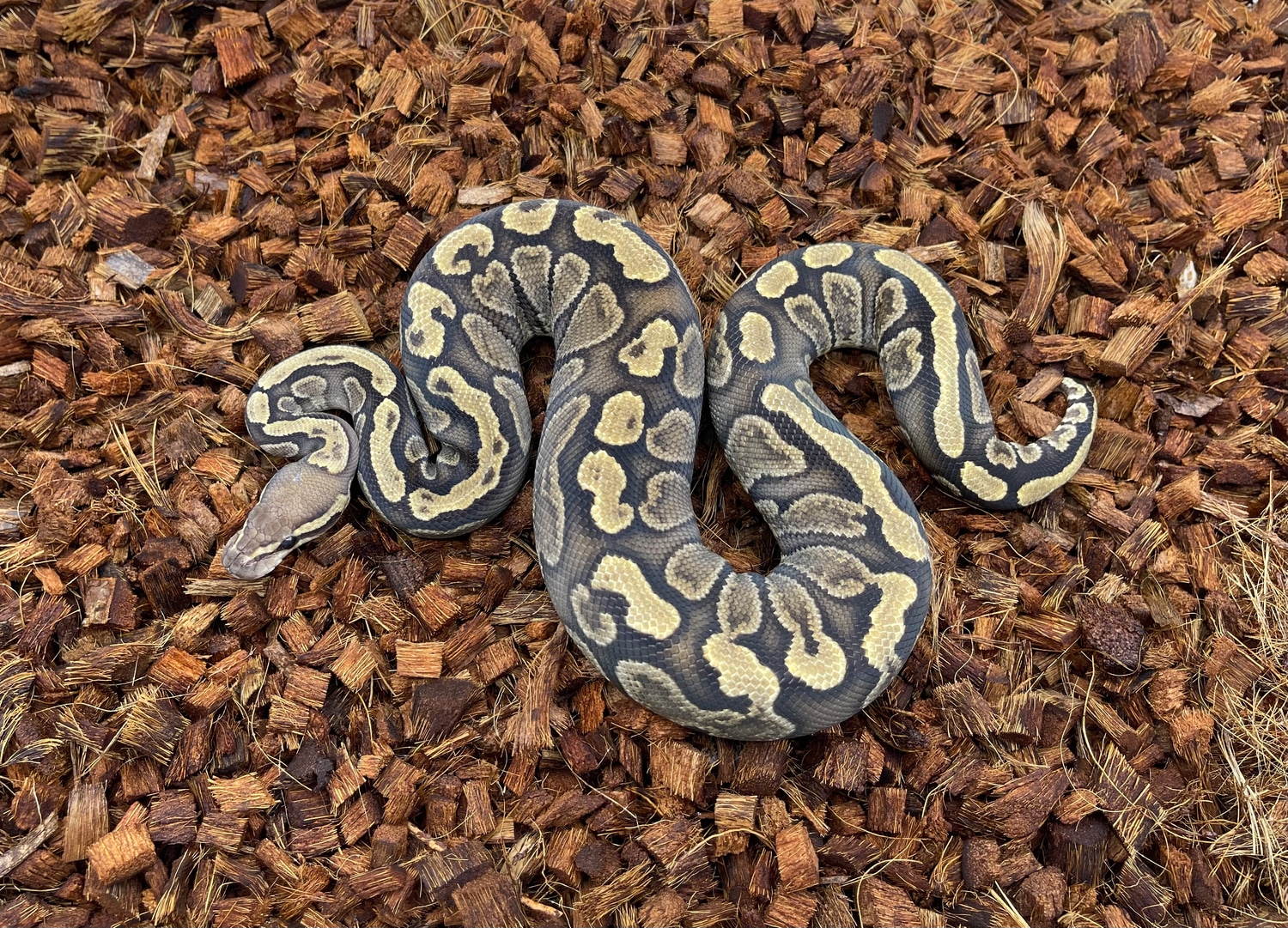 GHI DH Hypo Clown Ball Python by CTH Reptiles - MorphMarket