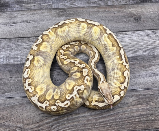 GHI Pastel Butter Ball Python by CTH Reptiles