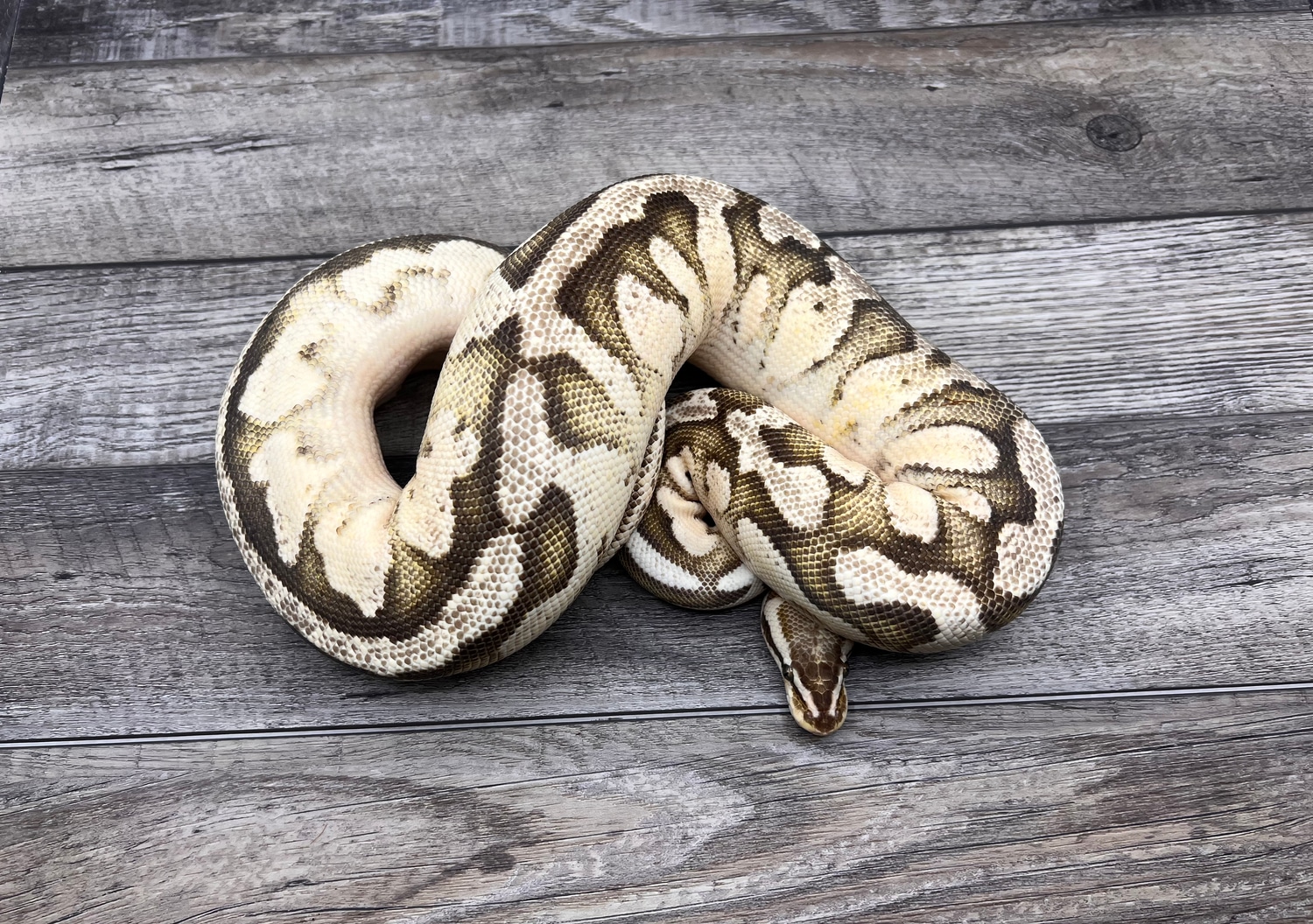 OD Firefly Ball Python by CTH Reptiles - MorphMarket